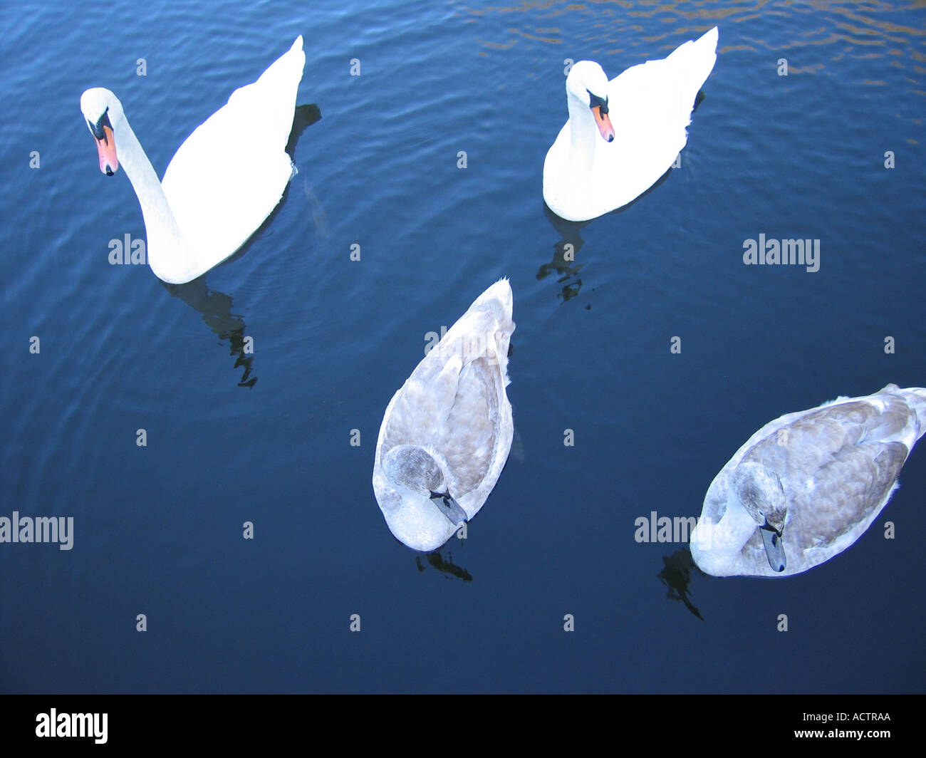 Family of swans swimming on Kenwood Ladies Pond on Hampstead Heath ...