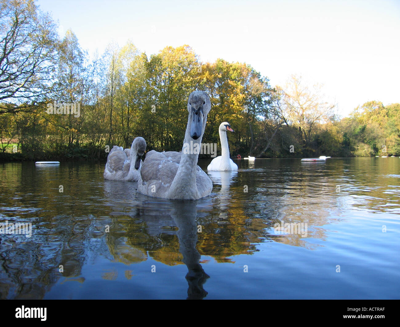 Swans swimming on Kenwood Ladies Pond Hampstead Heath London UK Stock ...