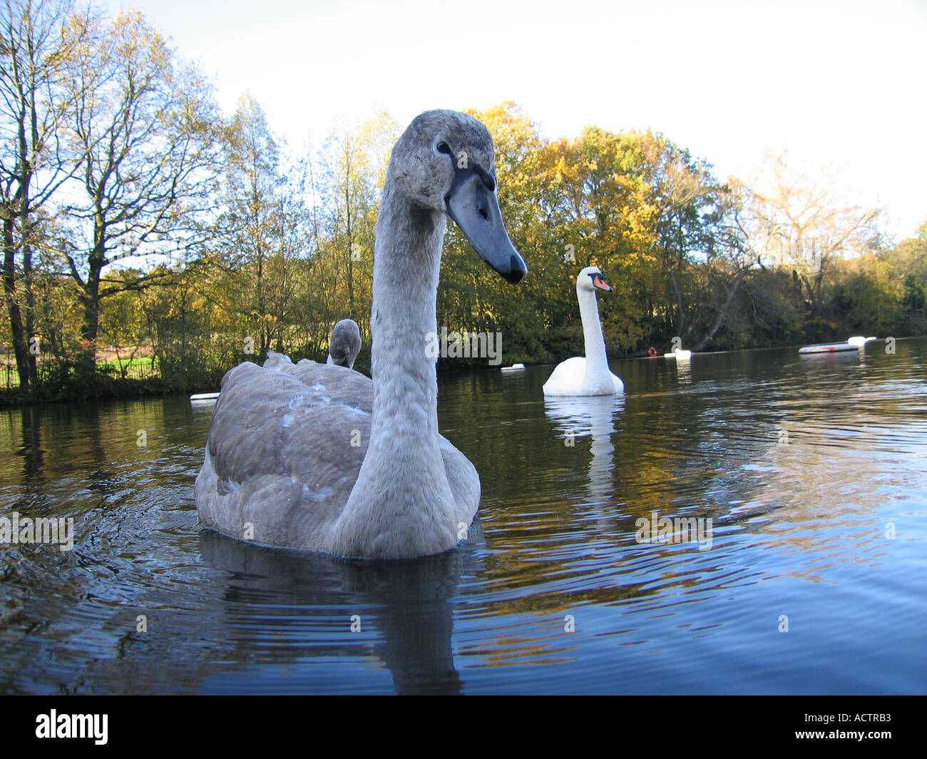Hampstead ladies pond hi-res stock photography and images - Alamy
