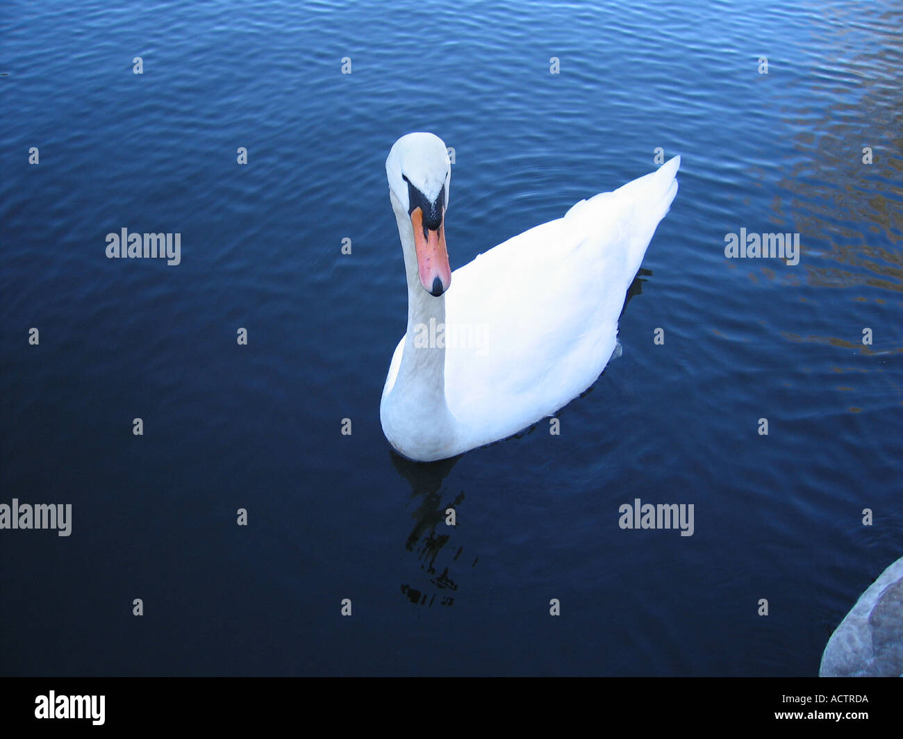 An elegant swan swims on Kenwood Ladies Pond on Hampstead Heath London ...