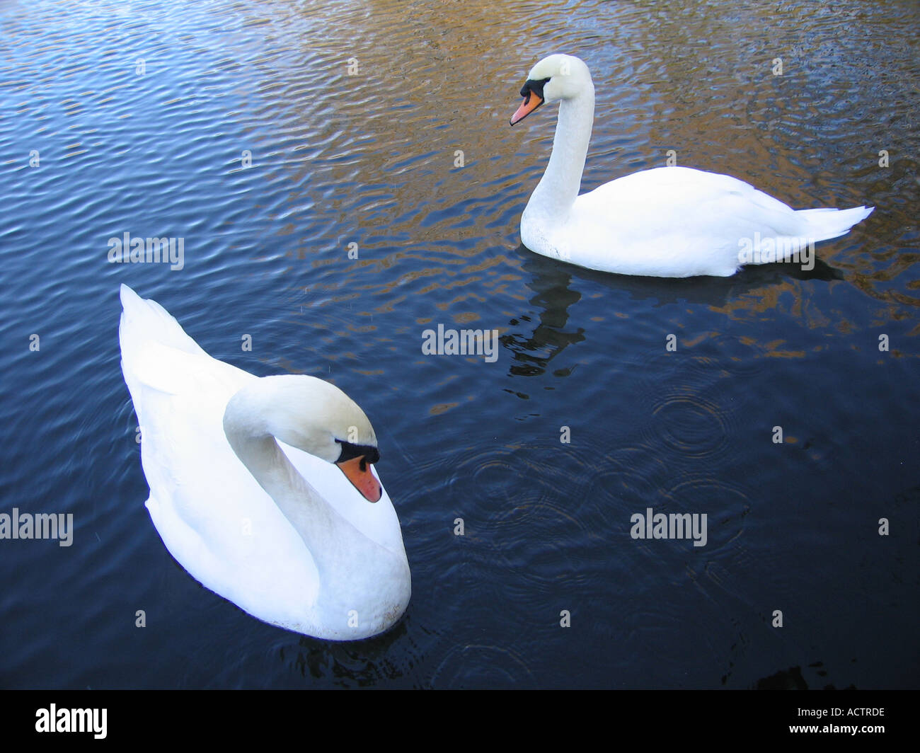 Two swans swimming on Kenwood Ladies Pond on Hampstead Heath London UK ...