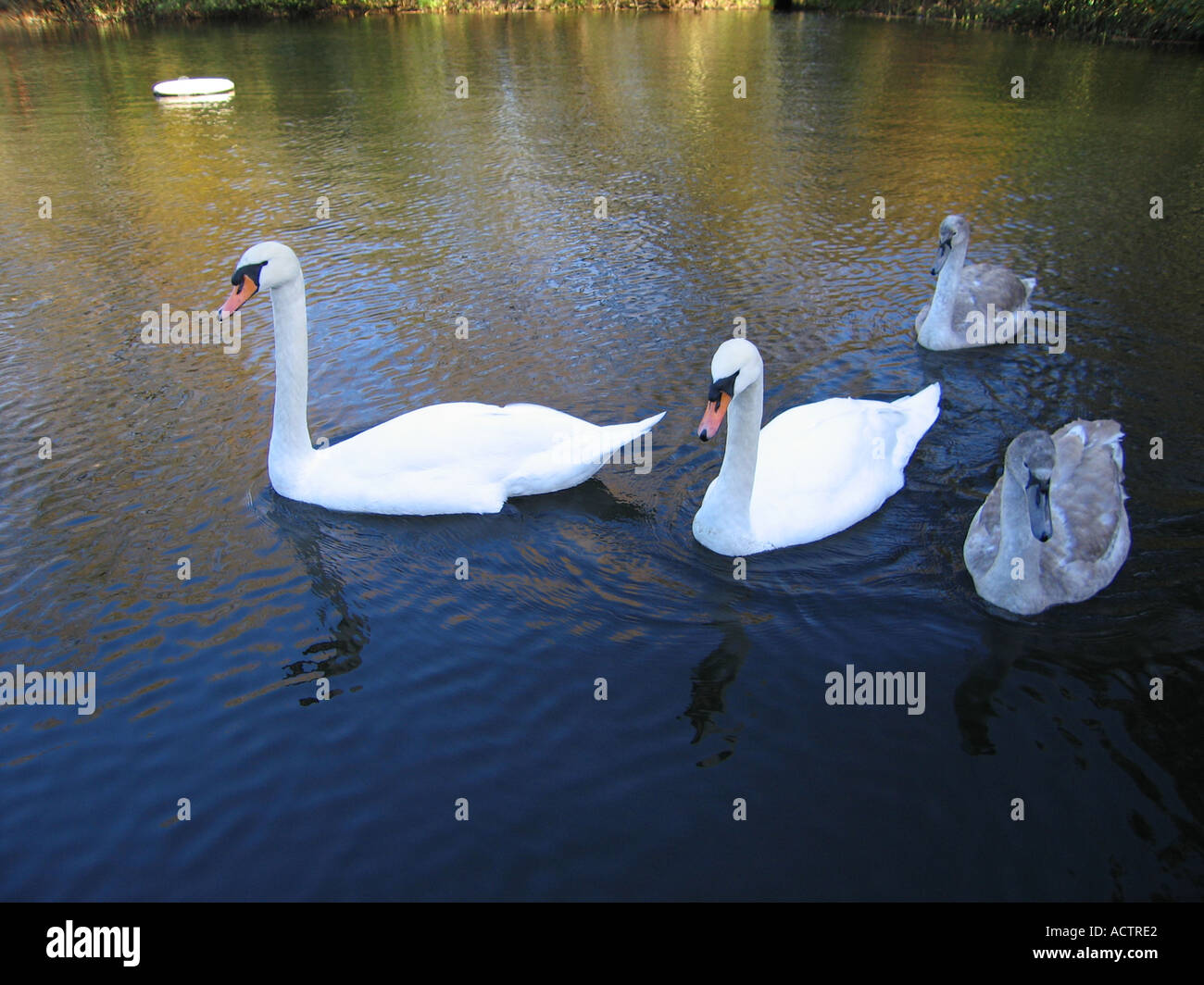 Family of four swans swimming on Kenwood Ladies Pond on Hampstead Heath ...