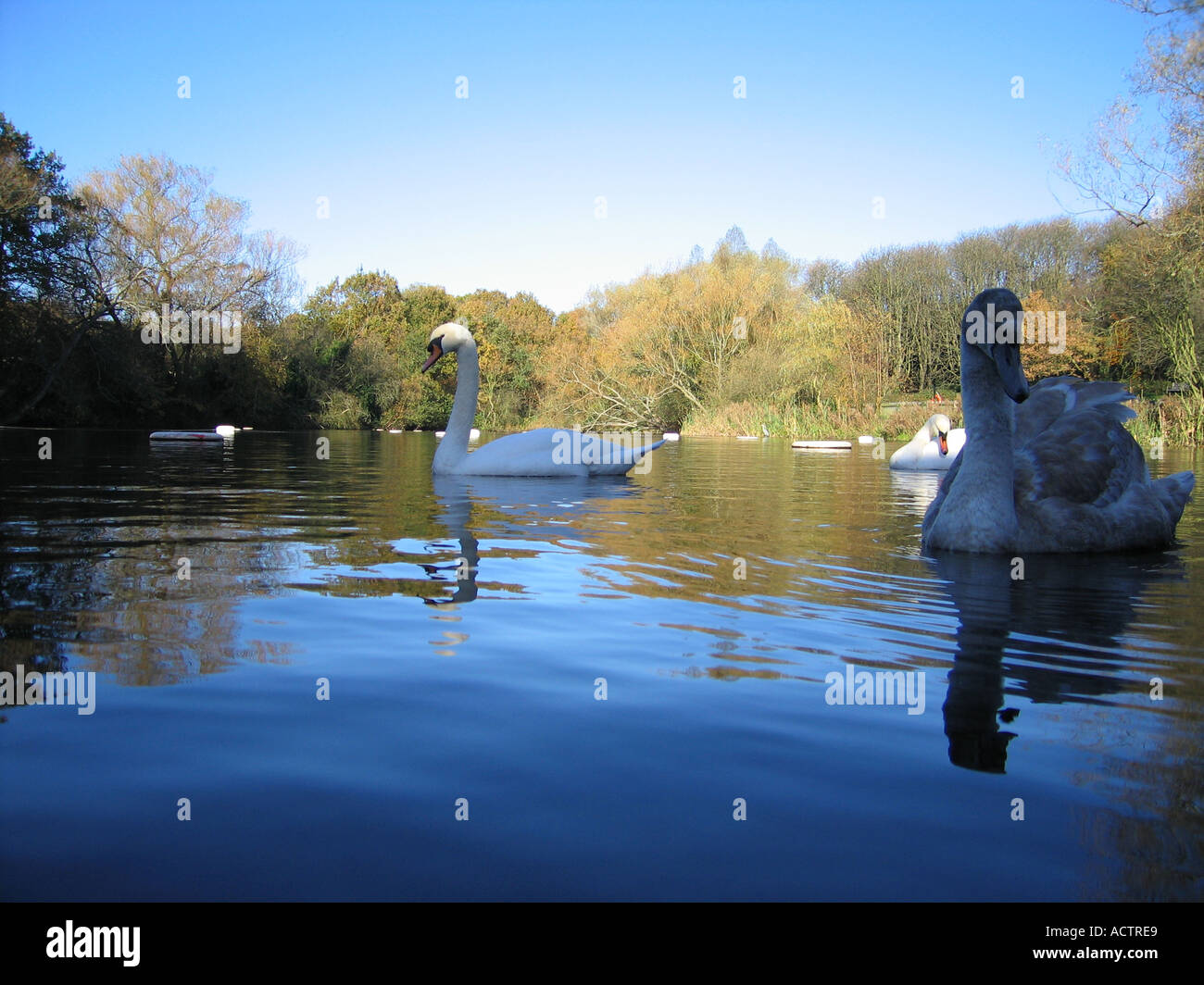 Family of swans swimming on Kenwood Ladies Pond on Hampstead Heath ...