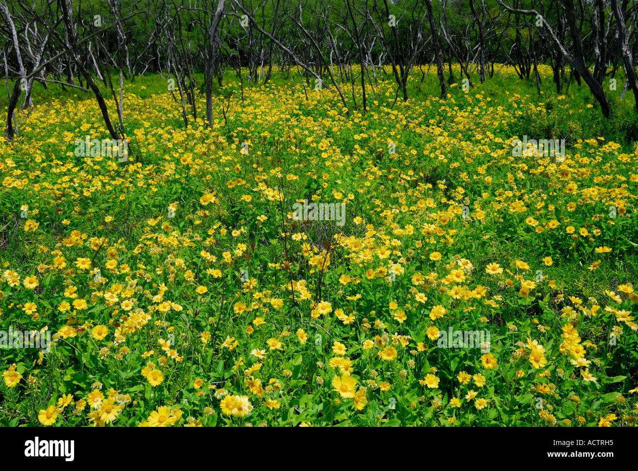 Flower of wedelia trilobata plant hi-res stock photography and images ...