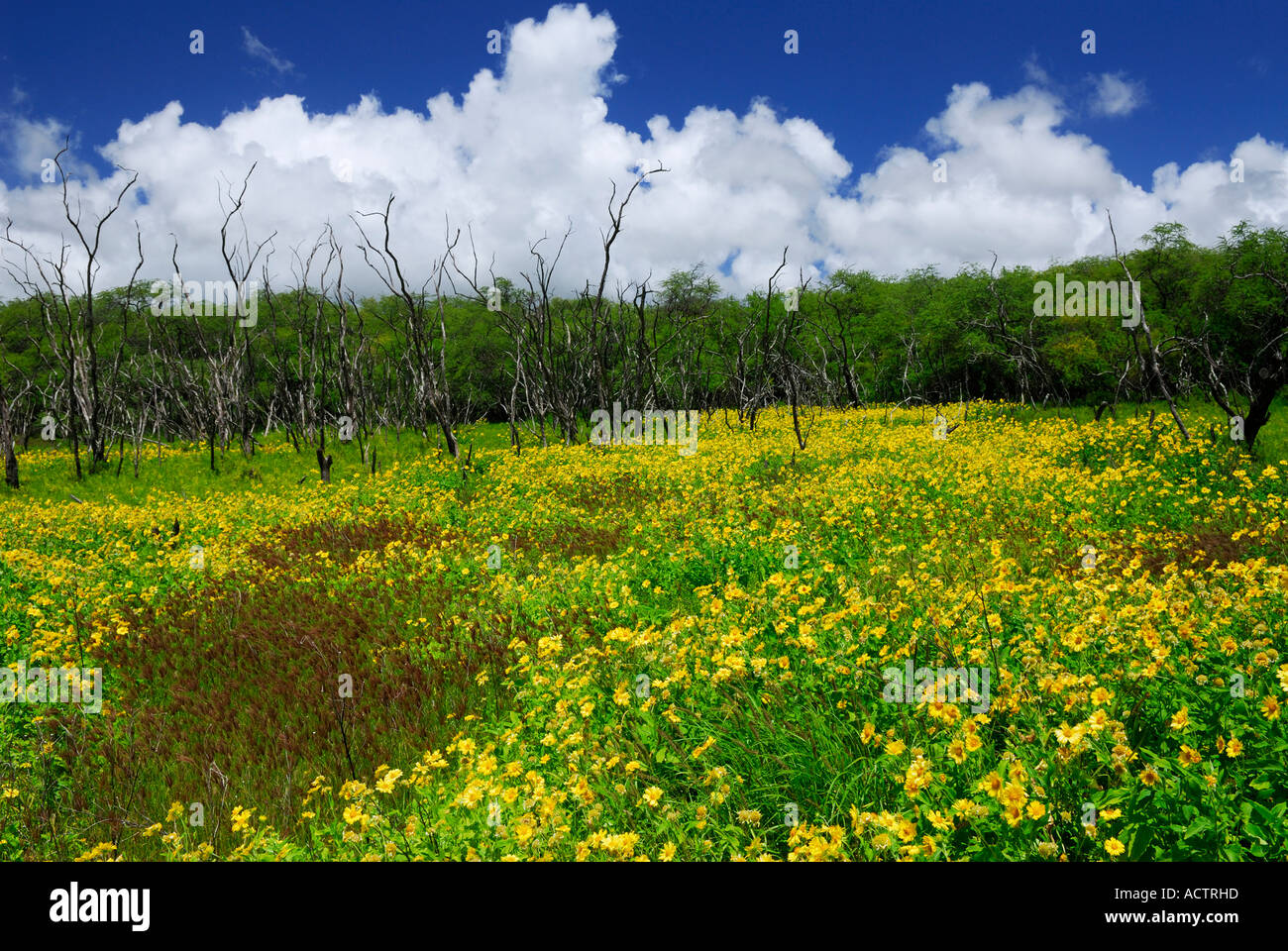 Flower of wedelia trilobata plant hi-res stock photography and images ...