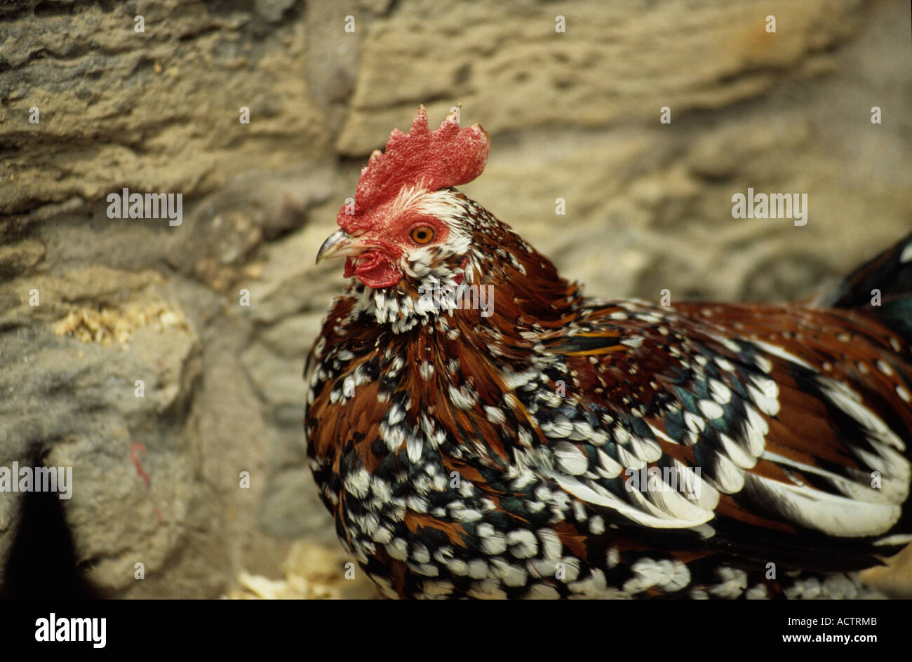 Hen chicken stone wall hi-res stock photography and images - Alamy