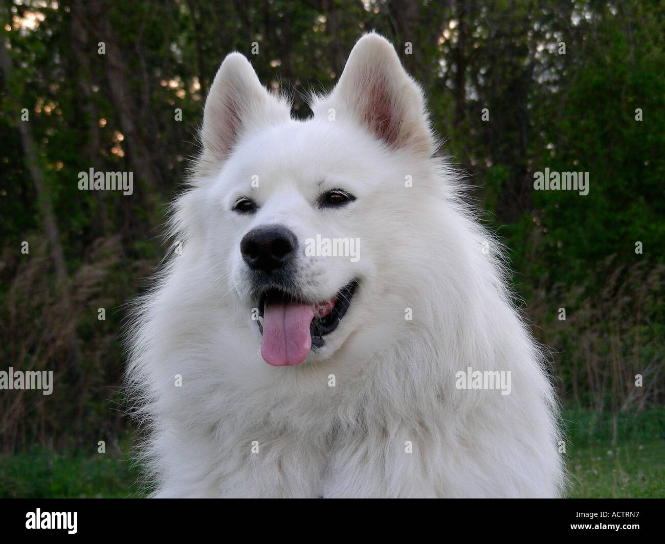 Samoyed dog smiling Stock Photo - Alamy