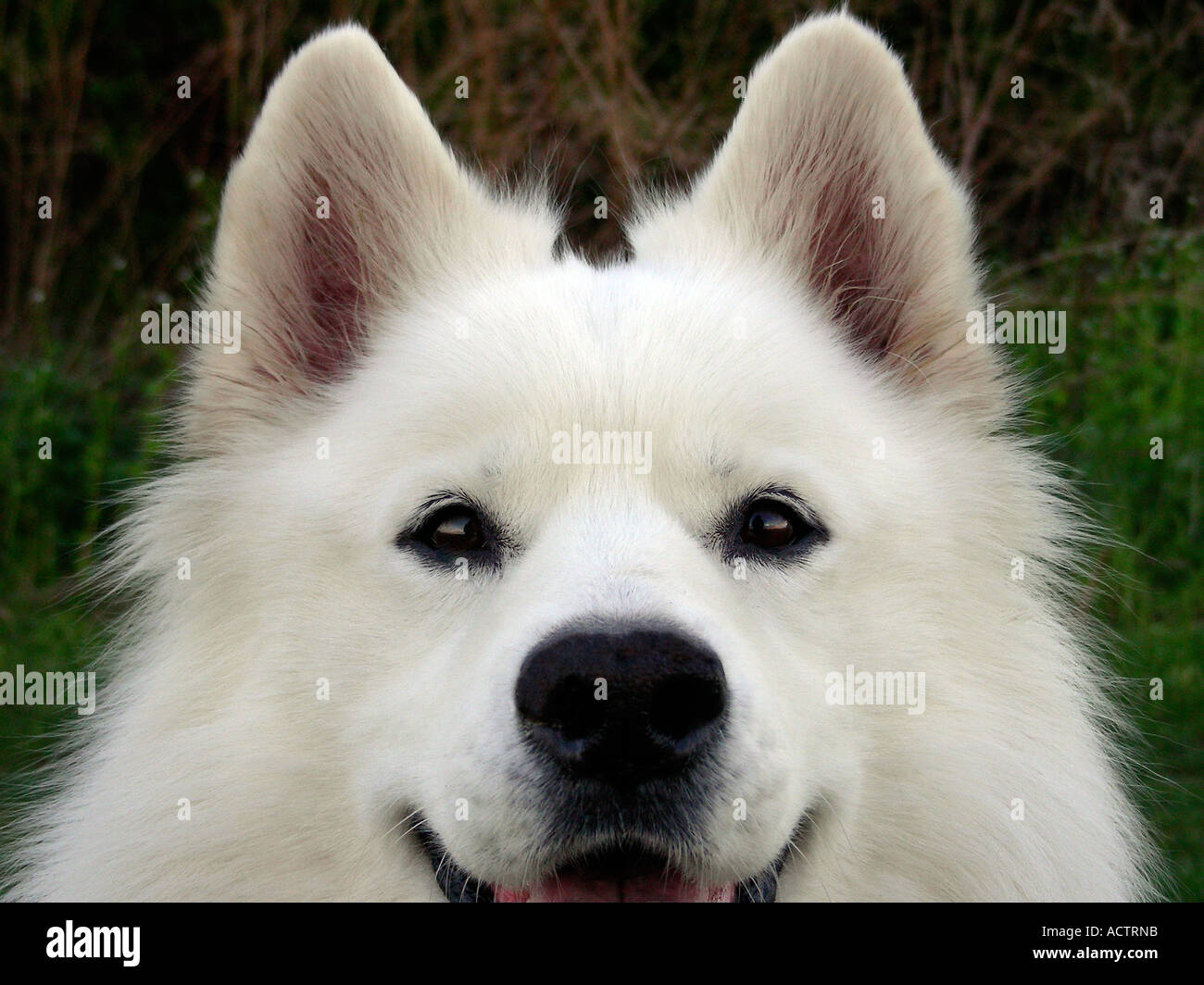 Samoyed dog smiling Stock Photo - Alamy