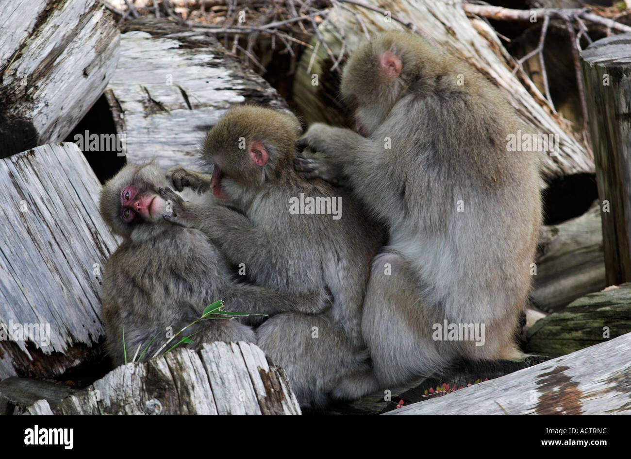 Japanese macaques feeding hi-res stock photography and images - Alamy