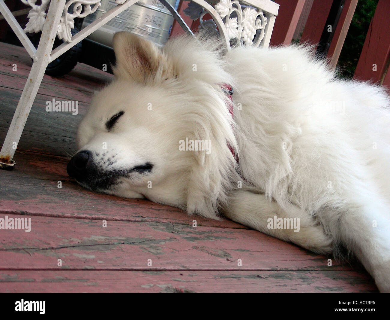 Samoyed dog sleeping Stock Photo - Alamy