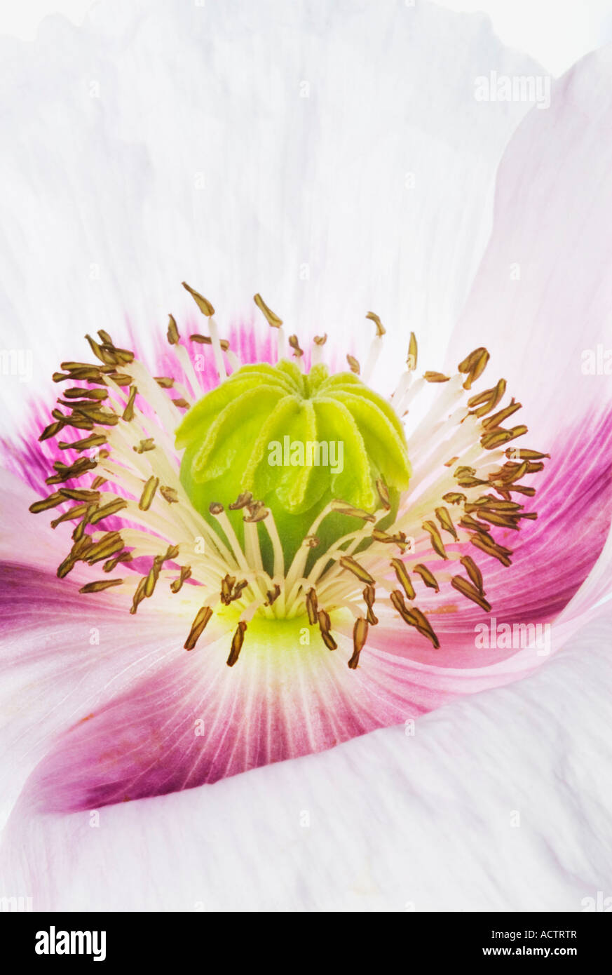 Plants papaver hi-res stock photography and images - Alamy
