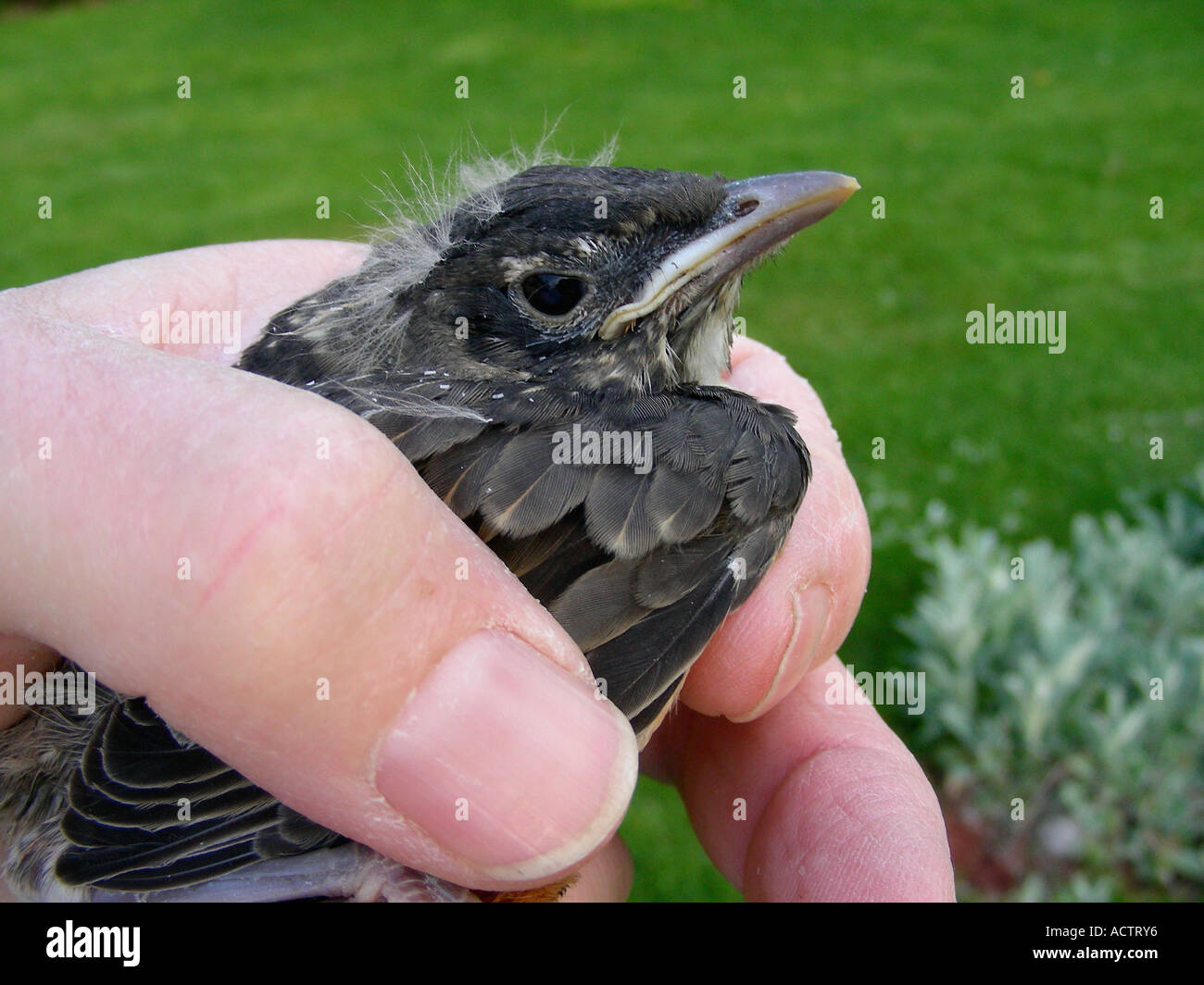 Injured baby bird hi-res stock photography and images - Alamy