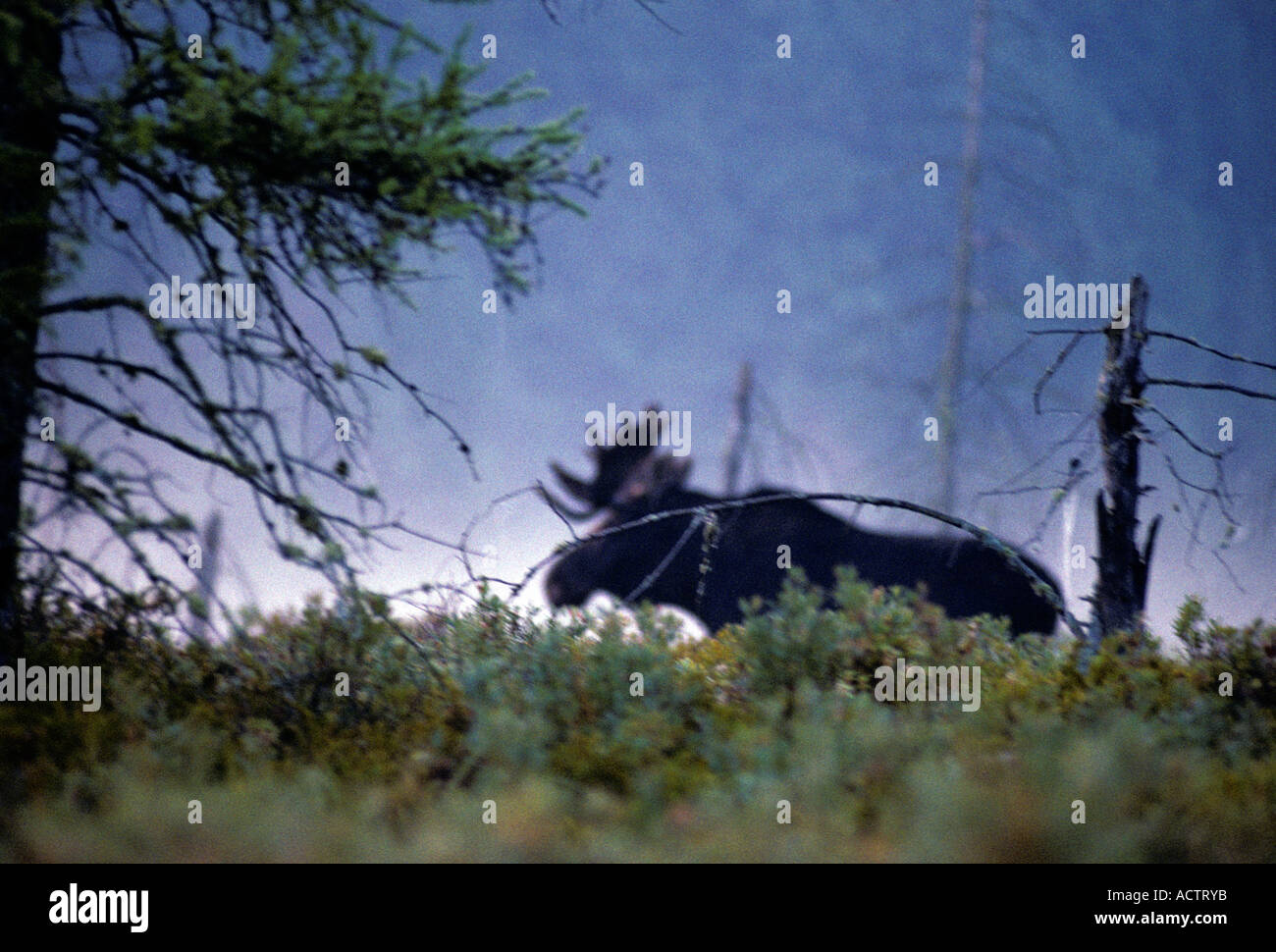 Giant moose antlers hi-res stock photography and images - Alamy