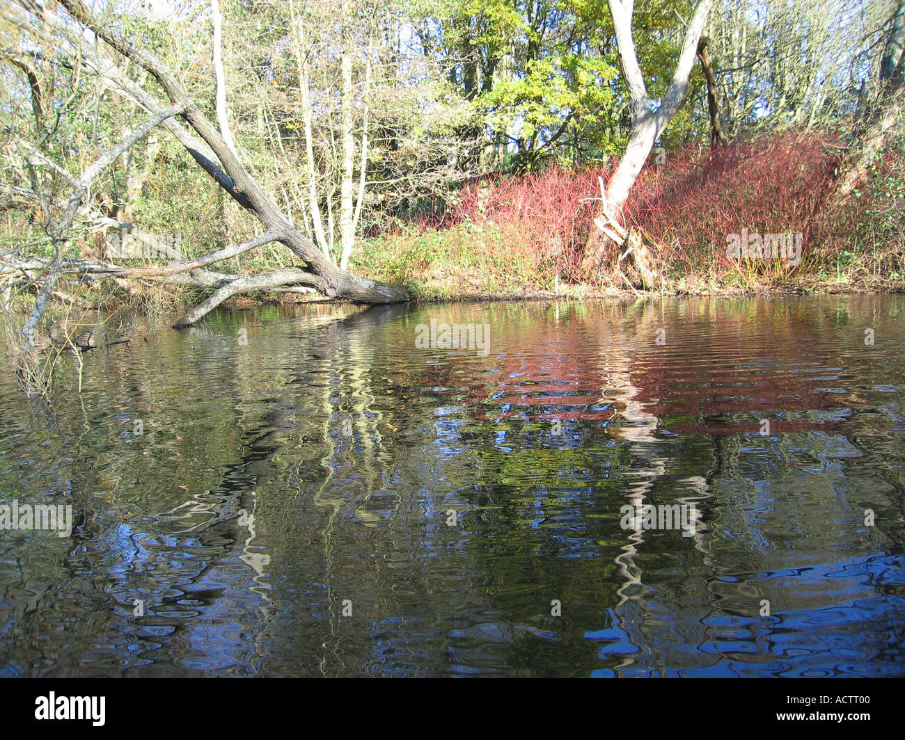 Autumn colours of Kenwood Ladies Pond Hampstead Heath London UK Stock ...