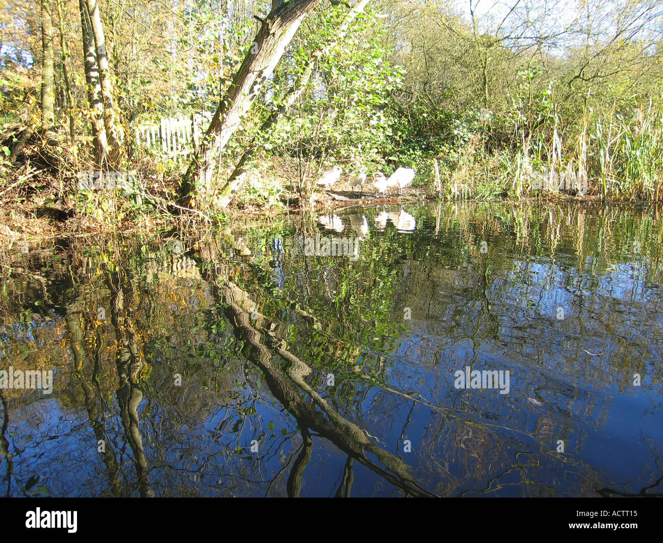 Hampstead heath ladies pond hi-res stock photography and images - Alamy