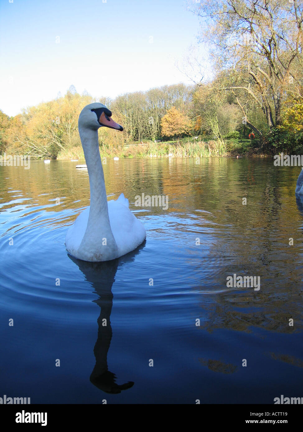 Family of swans swimming on Kenwood Ladies Pond on Hampstead Heath ...