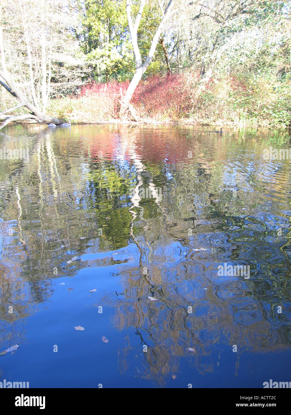 Swimming on Kenwood Ladies Pond Hampstead Heath London UK Stock Photo ...