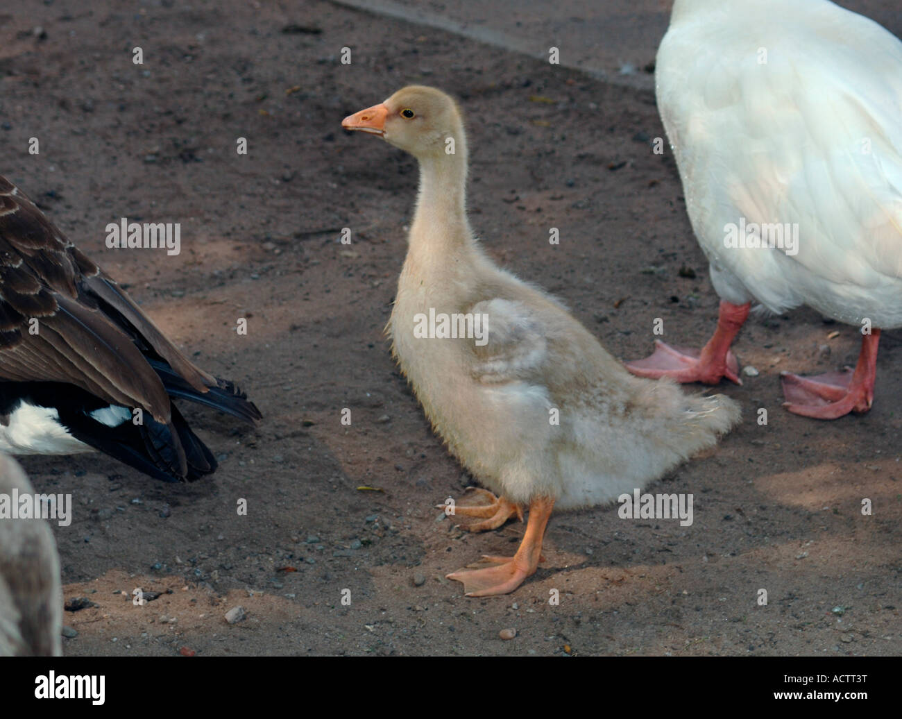 Single Young Goose Known As A Gosling Stock Photo - Alamy