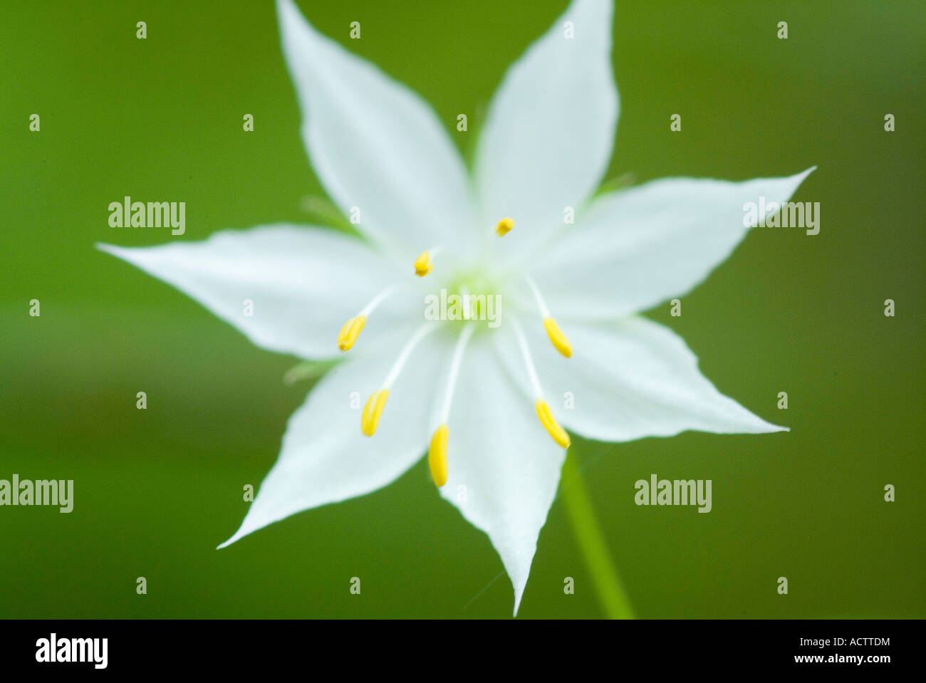 Seven petals wild flower of upper Michigan looking like Apollo lily ...