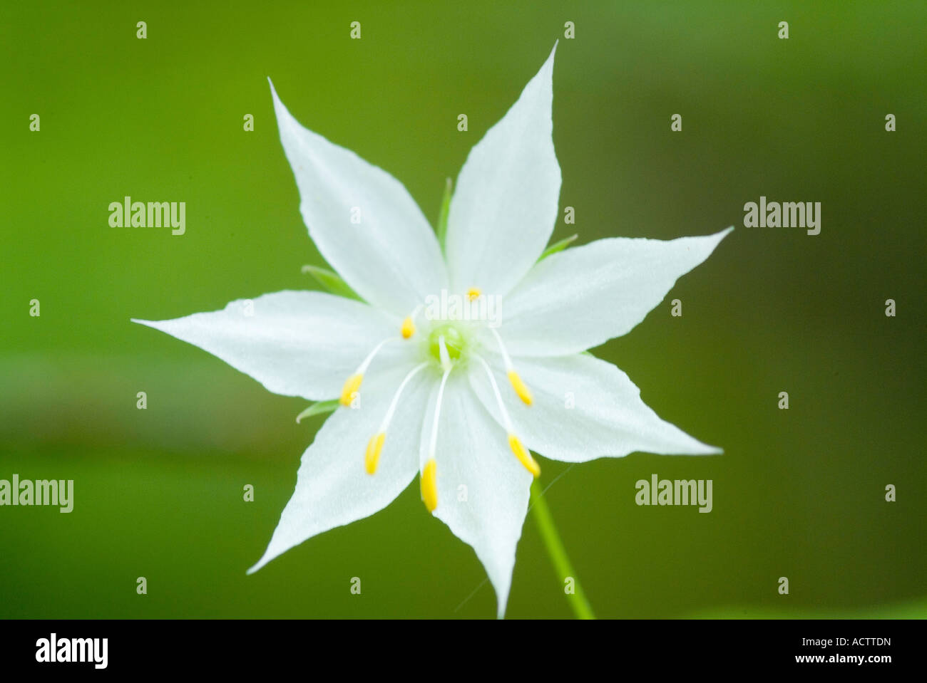 Seven petals wild flower of upper Michigan looking like Apollo lily ...
