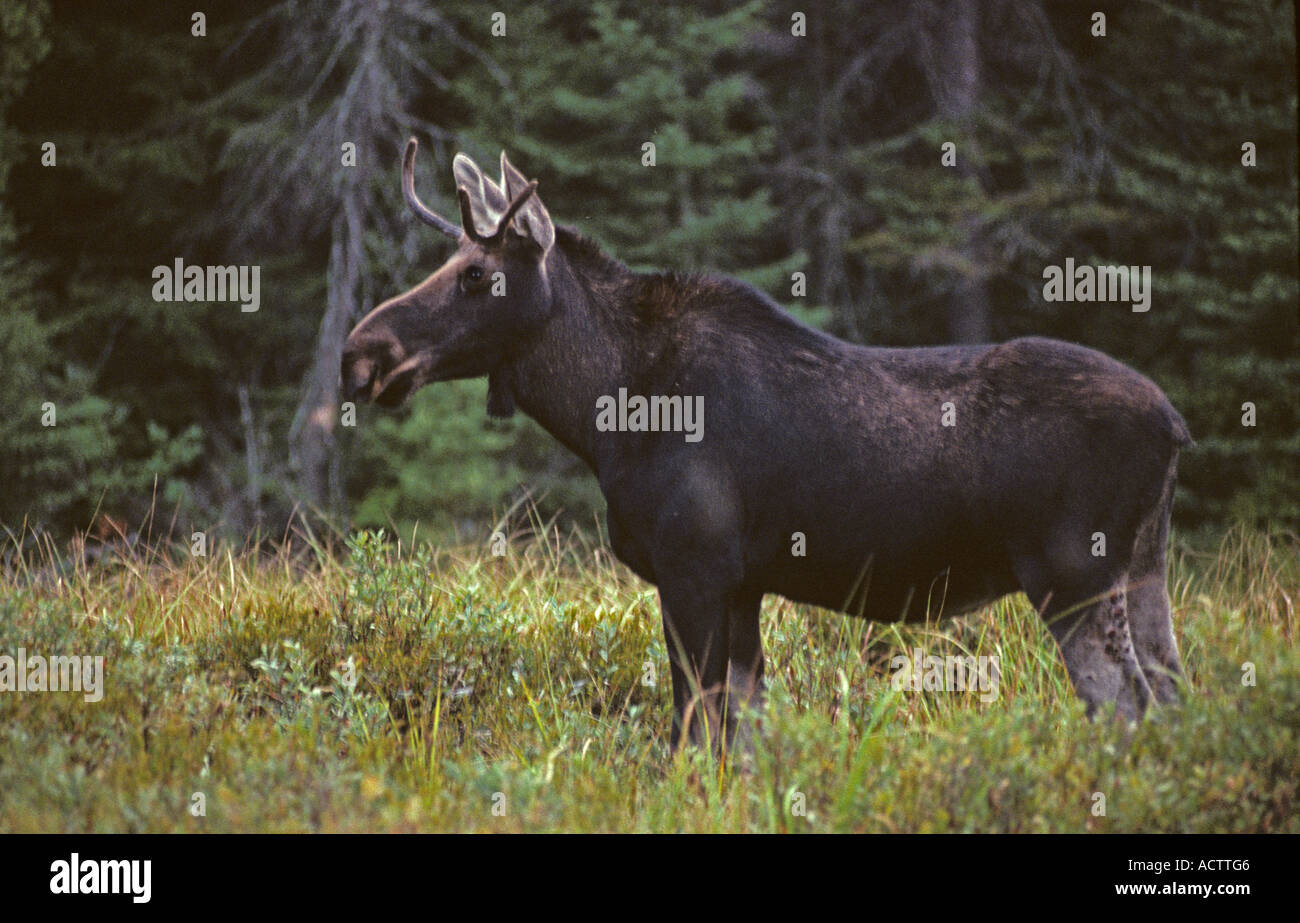 Giant bull moose hi-res stock photography and images - Alamy
