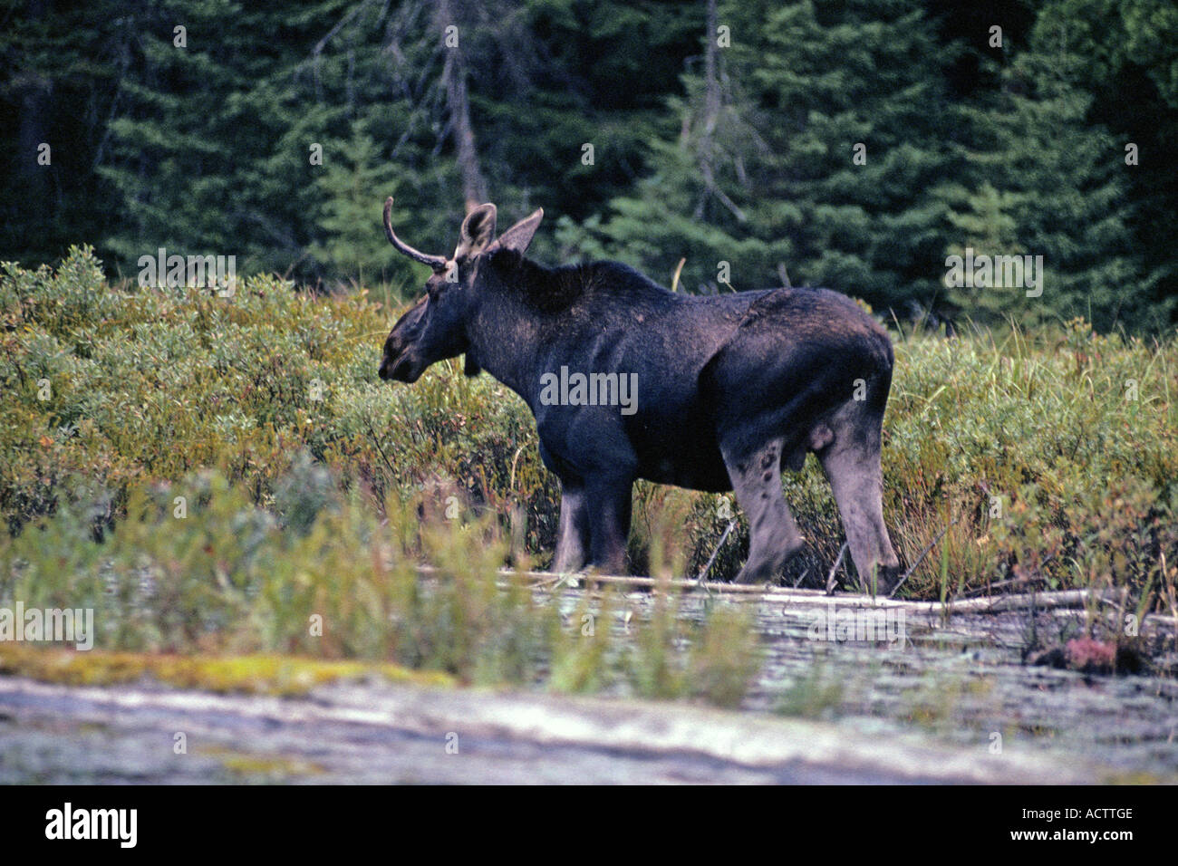 Giant bull moose hi-res stock photography and images - Alamy