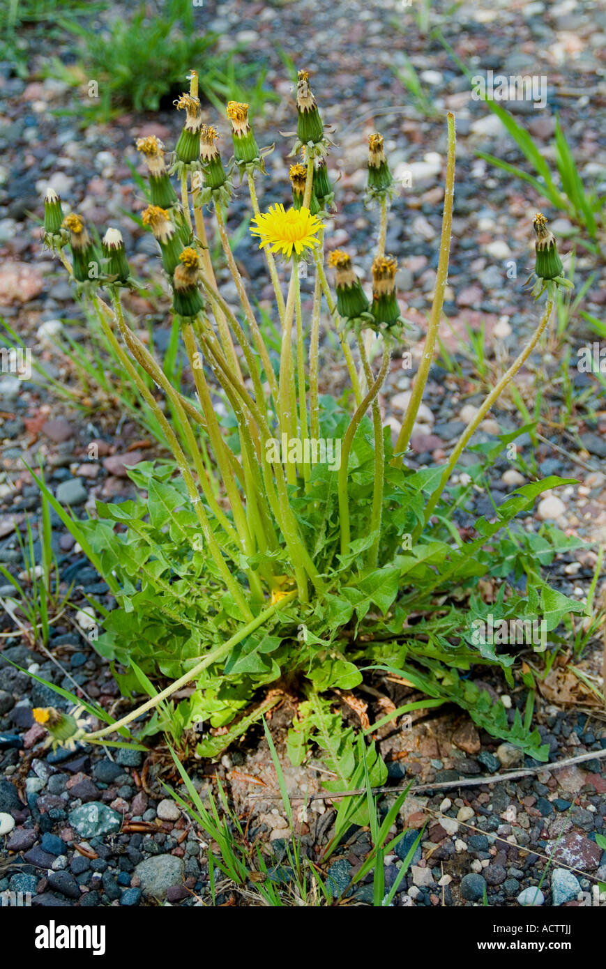 BRILLIANT YELLOW SINGLE FLOWER AMONG SO MANY DEAD ONES ON ON A WILD ... BRILLIANT YELLOW SINGLE FLOWER AMONG SO MANY DEAD ONES ON ON A WILD ...