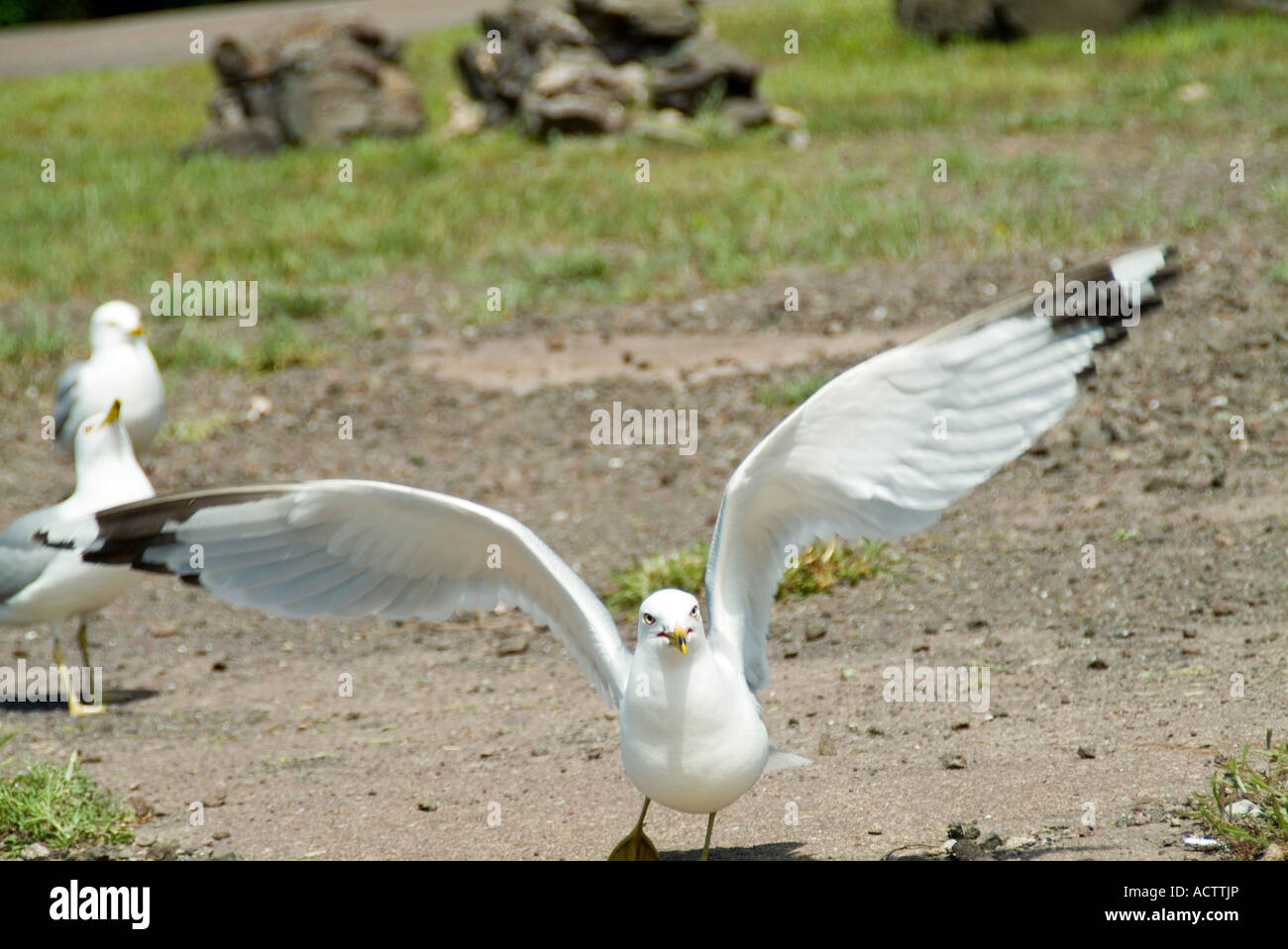 A SEAGULL WITH ITS WINGS SPREAD OUT IN THE SHAPE OF V IS ABOUT TO TAKE ...