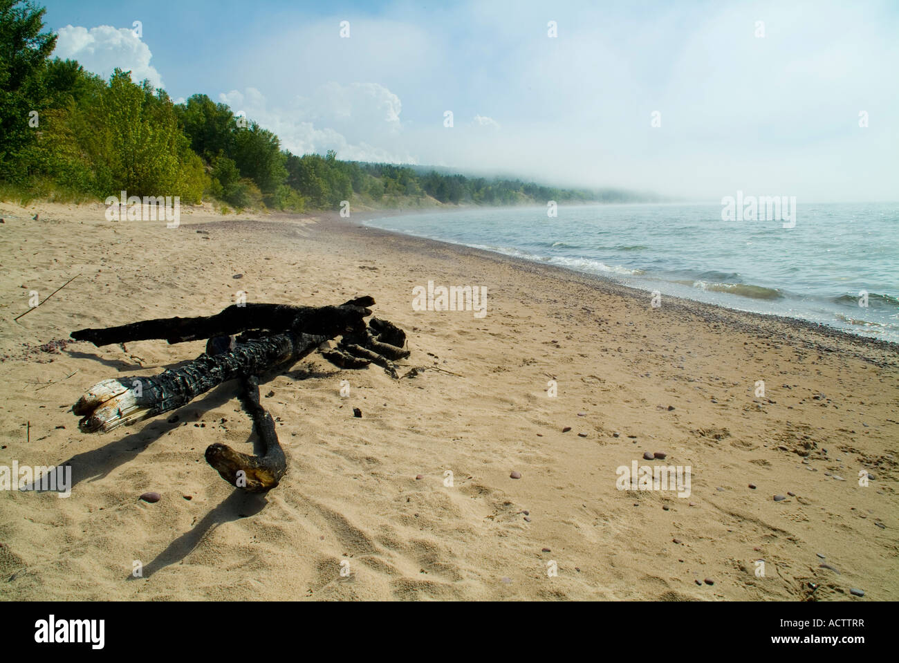 VIEW OF HALF BURNT LOGS FROM A CAMP FIRE ON A MISTY BEACH LINED BY ...