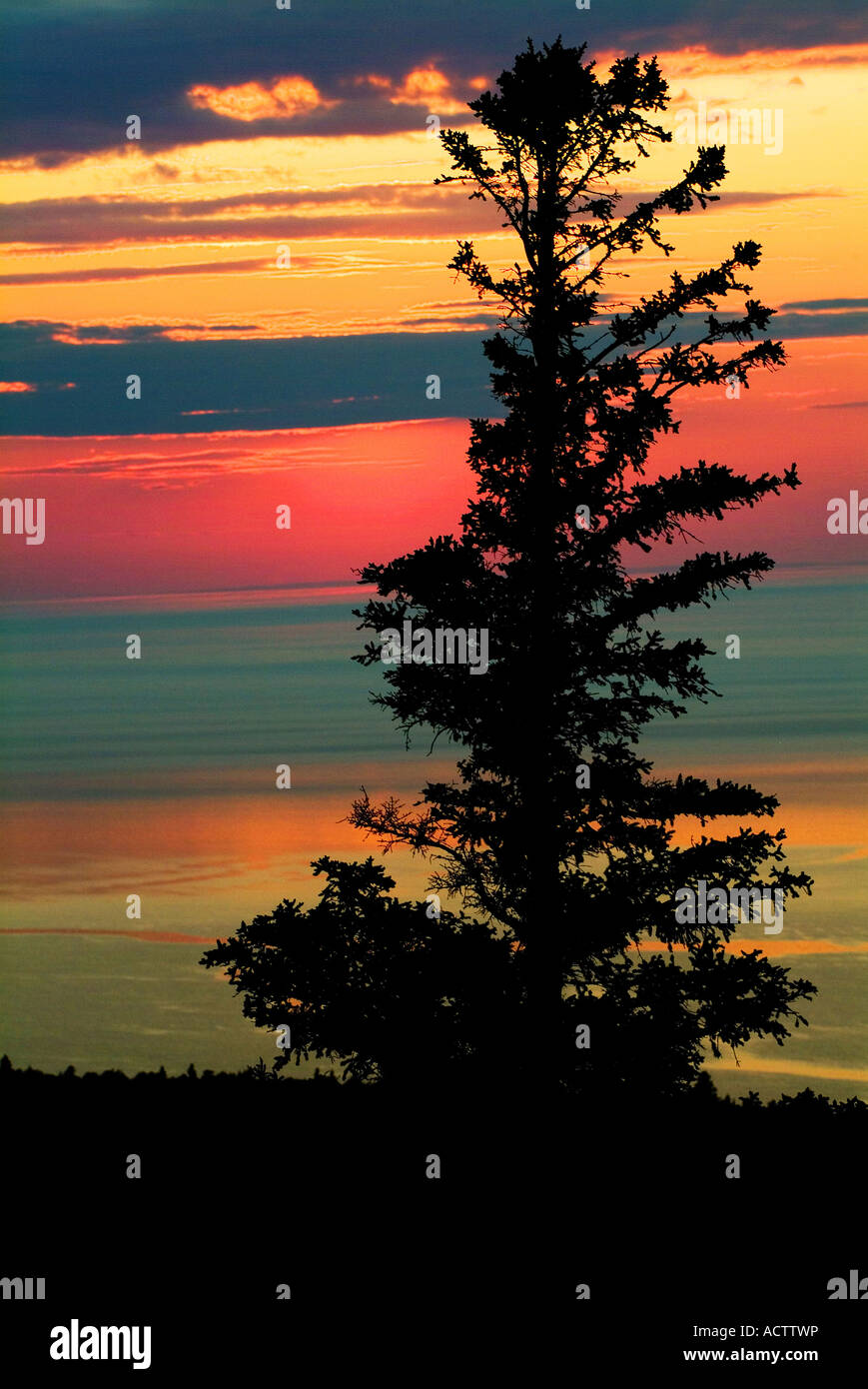 BEAUTIFUL SCENE OF SETTING SUN ON LAKE MICHIGAN AND A SILHOUETTED PINE ...