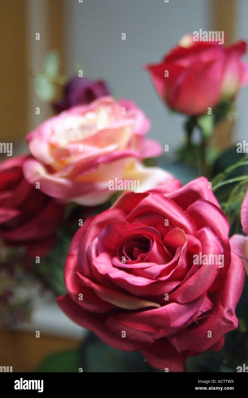 PORTRAIT VIEW OF ROSES Stock Photo - Alamy