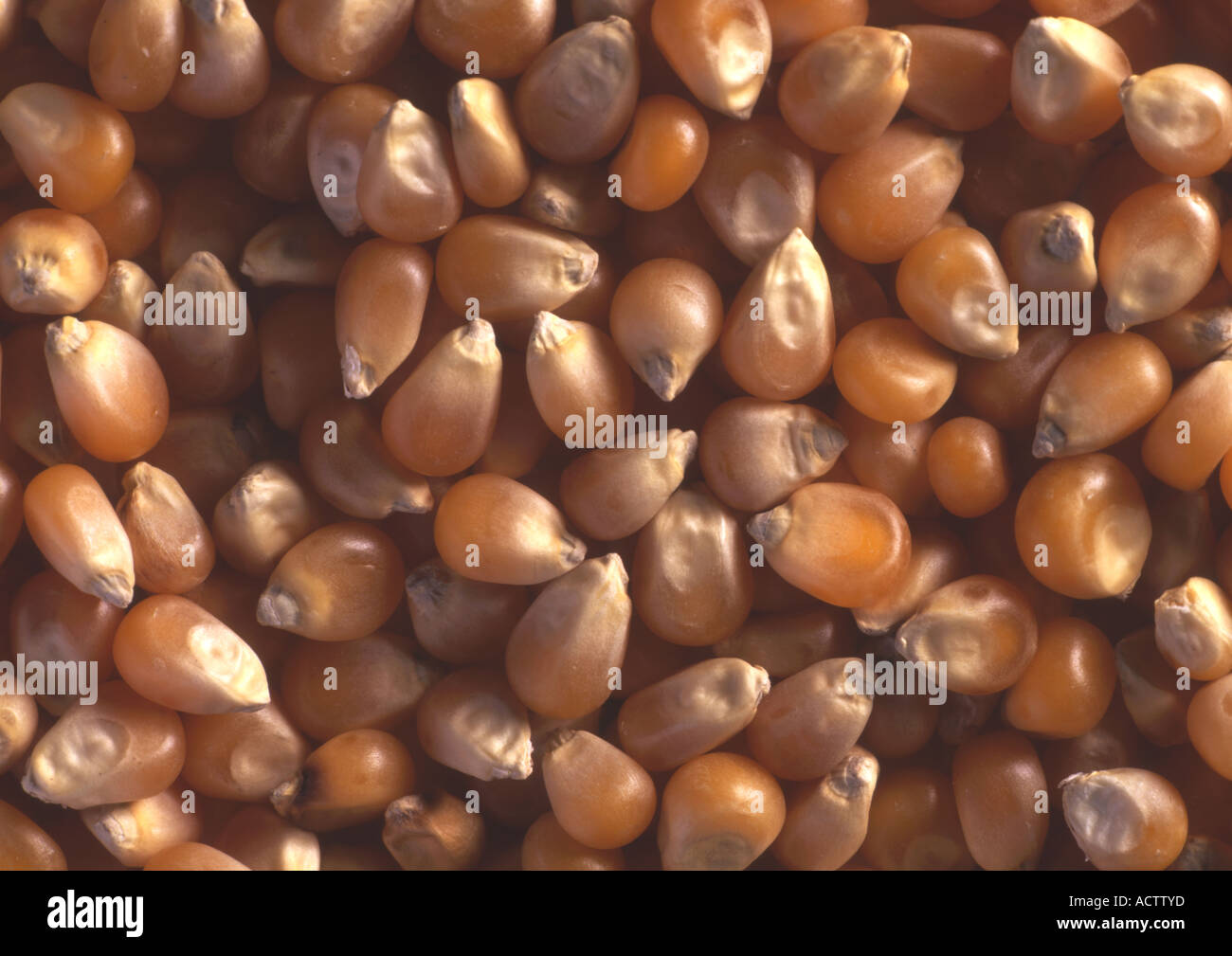 Popcorn (Medium Format Stock Photo - Alamy