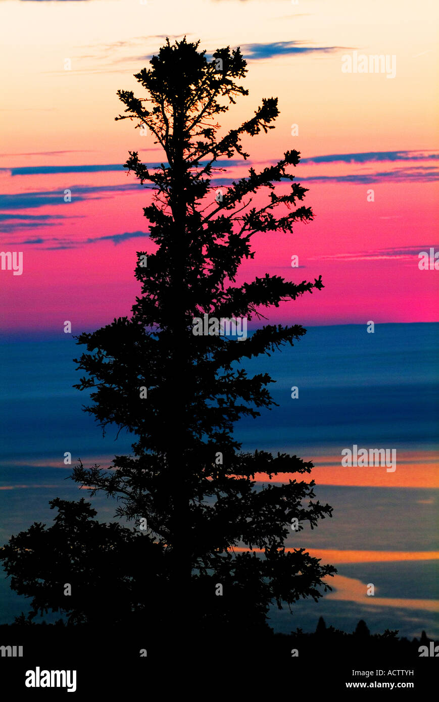 Sunset Lake Pine Tree