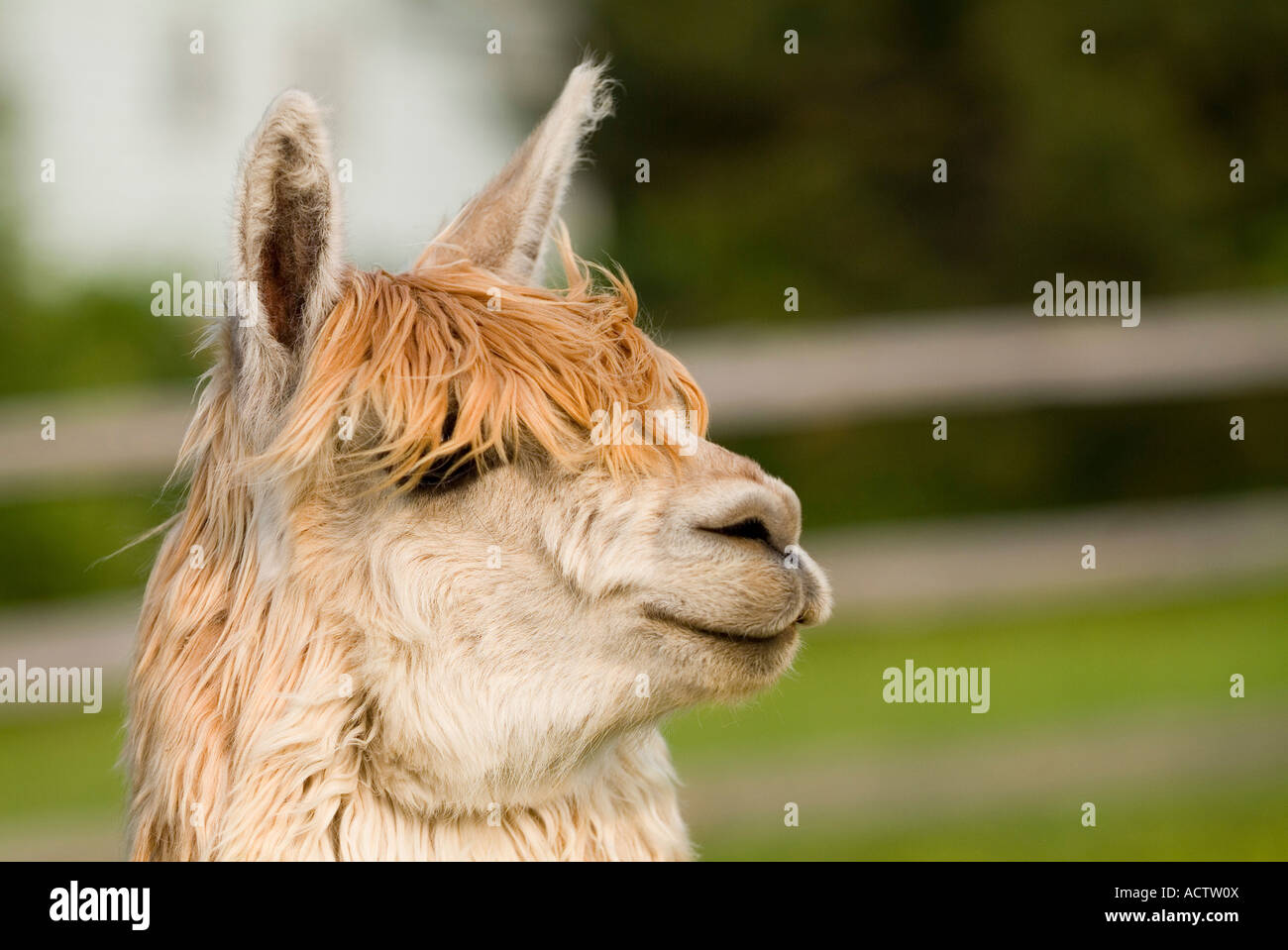 SIDE VIEW OF AN ALPACA LAMA WITH LIGHT TAN HAIR Stock Photo - Alamy
