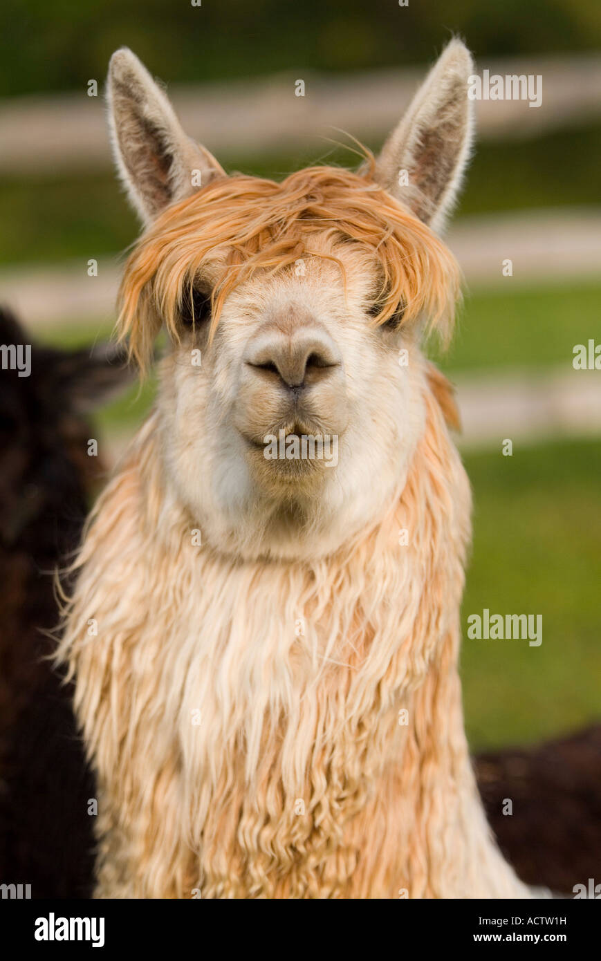 PORTRAIT OF AN ALPACA LAMA LOOKING INTO THE CAMERA WITH THICK COAT OF ...