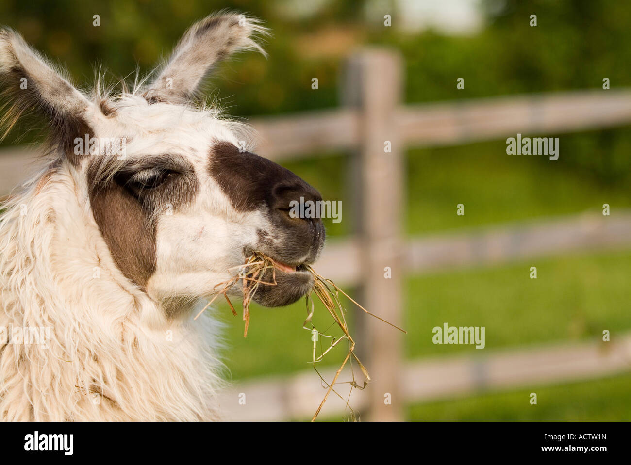 SIDE VIEW OF AN ALPACA LAMA GRAZING THE GRASS Stock Photo - Alamy