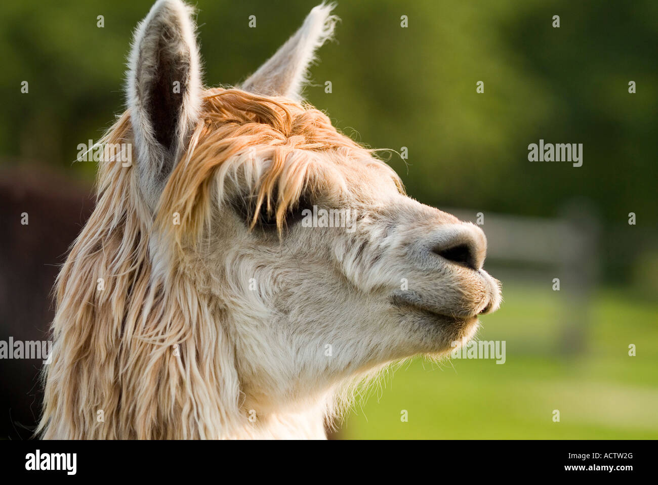 SIDE VIEW OF A LAMA PET ANIMAL Stock Photo - Alamy