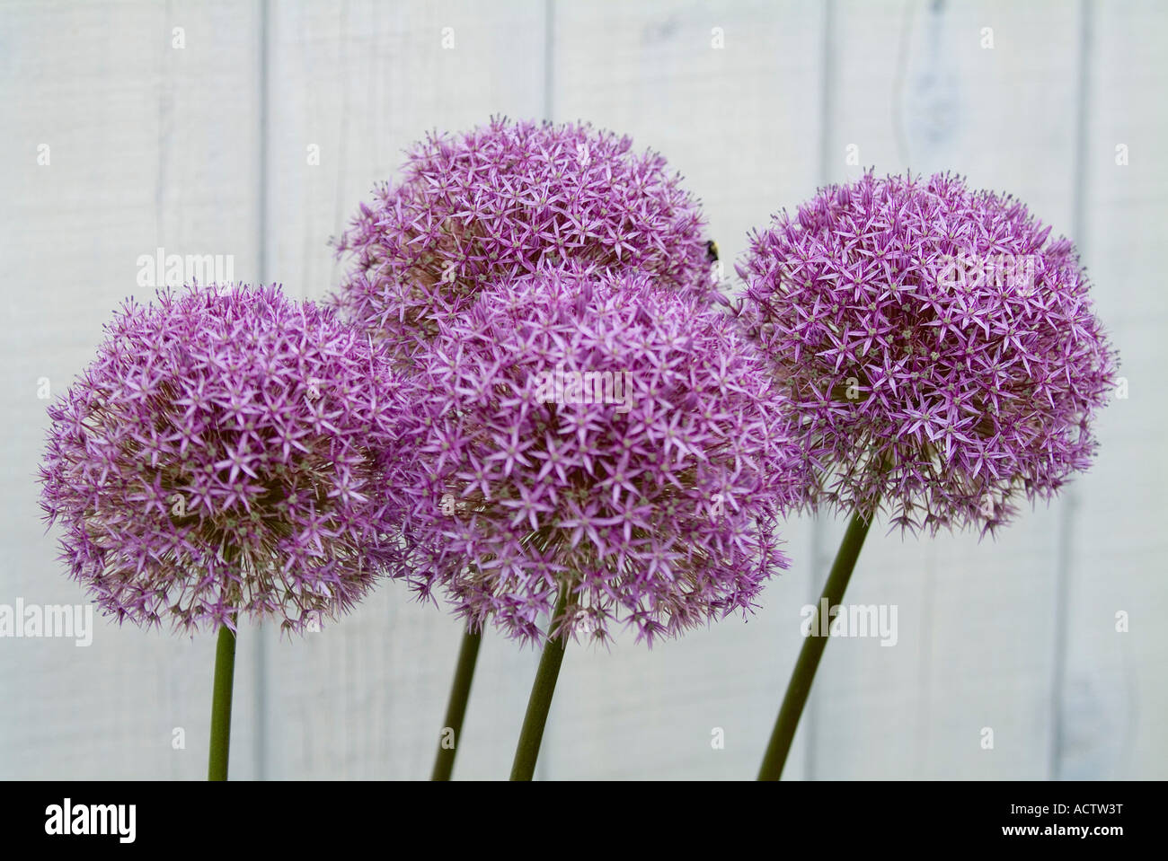 Four flowers set hi-res stock photography and images - Alamy
