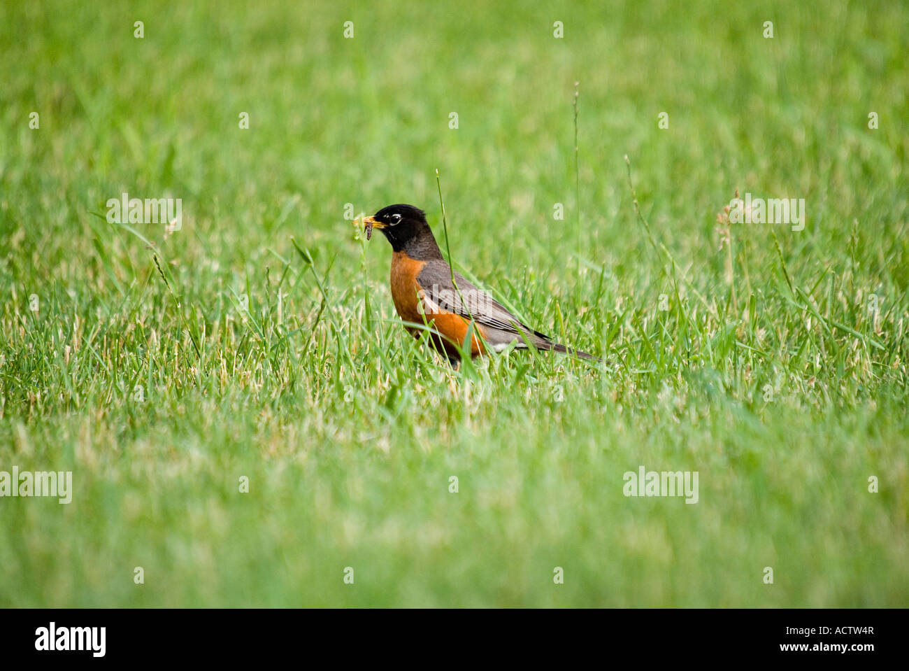 A ROBIN SITTING IN THE GRASS WITH INSECT IN ITS BEAK Stock Photo - Alamy
