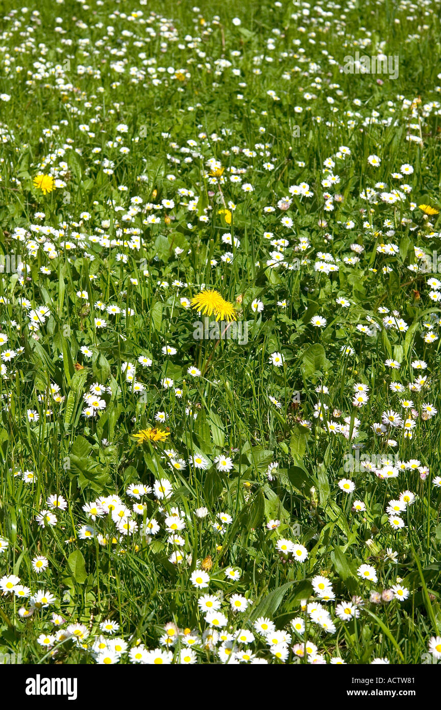 Patch of grass Stock Photo - Alamy