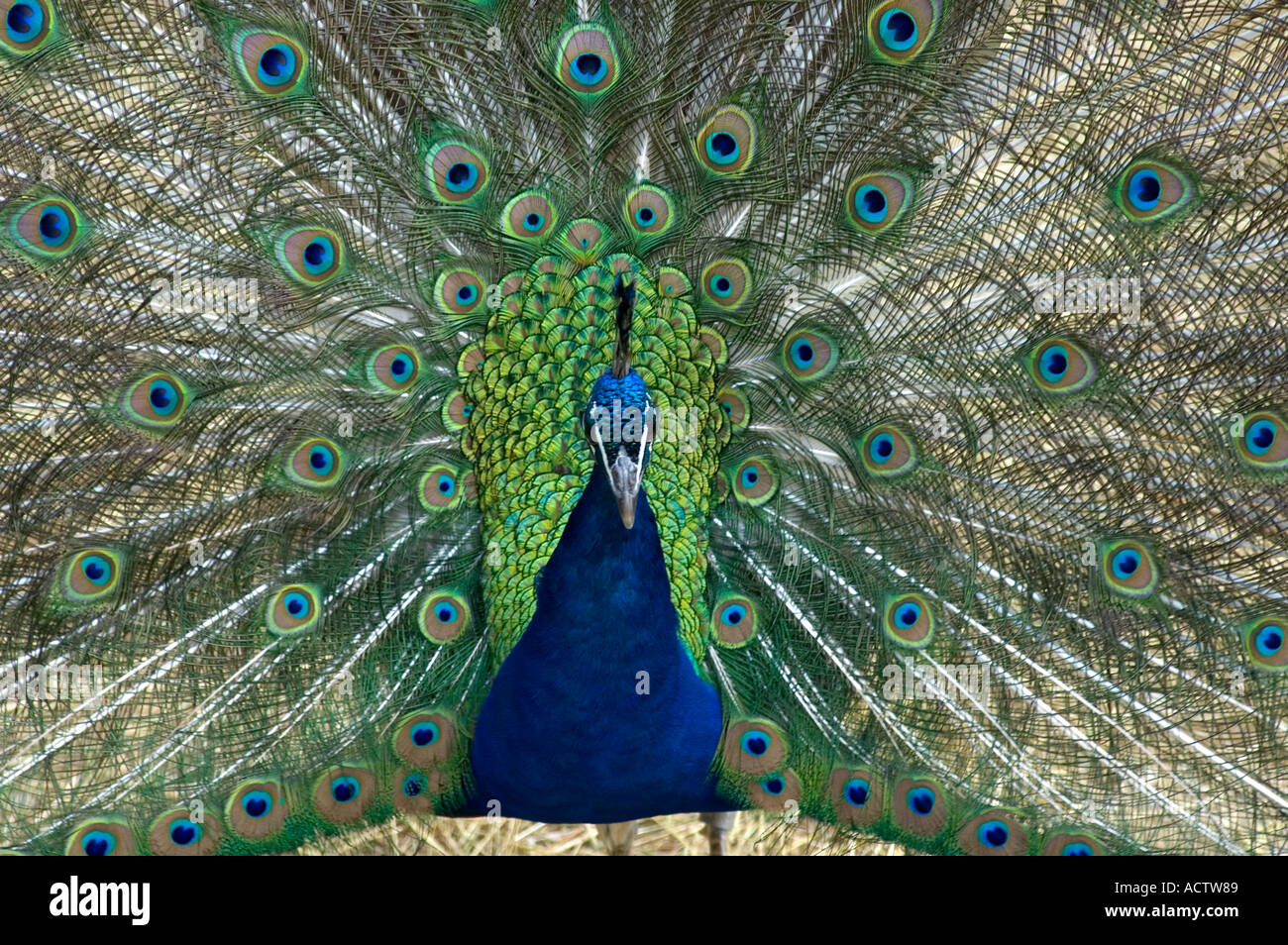 Zoo pfau hi-res stock photography and images - Alamy