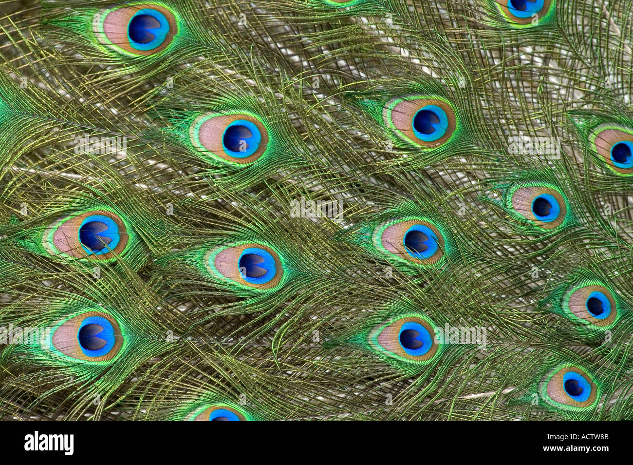 Prideful bird hi-res stock photography and images - Alamy