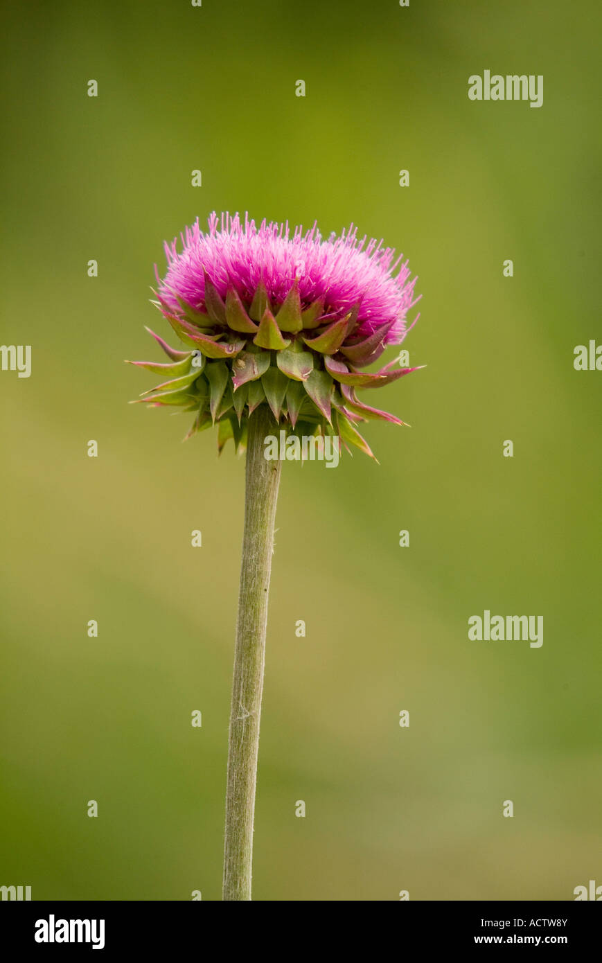 PORTRAIT VIEW OF A THISTLE FLOWER Stock Photo - Alamy