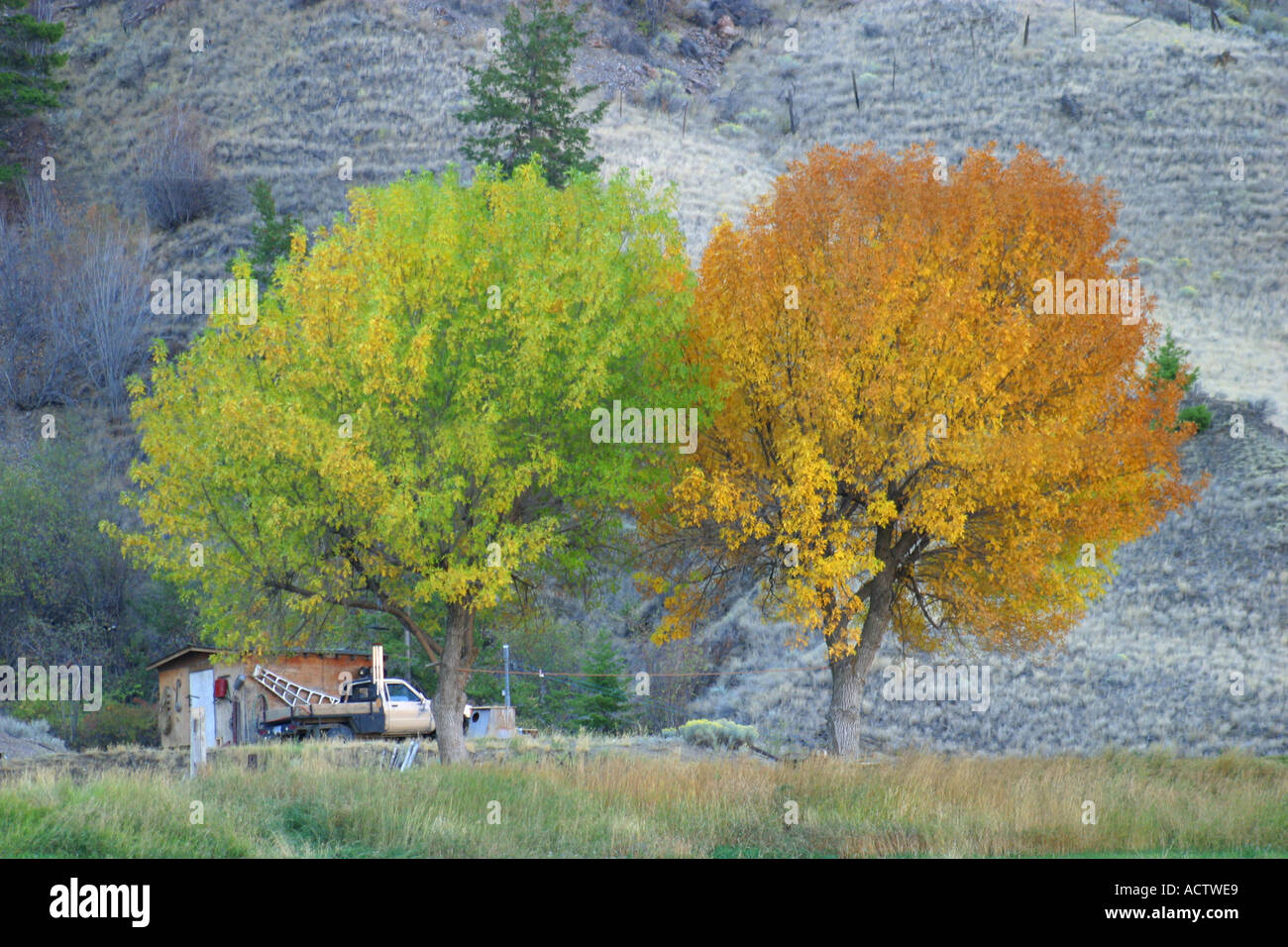indian summer fall foliage in west canada Stock Photo - Alamy