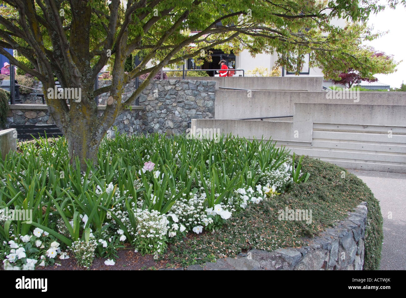 HORIZONTAL VIEW OF A TREE PLANTED IN THE CENTER OF A RAISED CIRCULAR ...