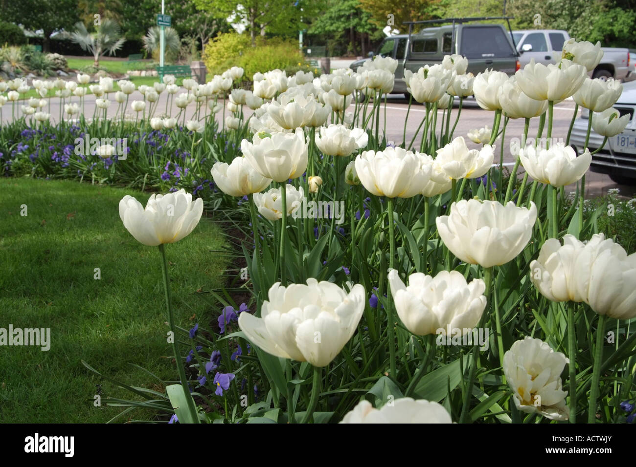 HORIZONTAL VIEW OF BED OF CREAM TULIPS FLOWERS PLANTED IN AN ARC Stock ...