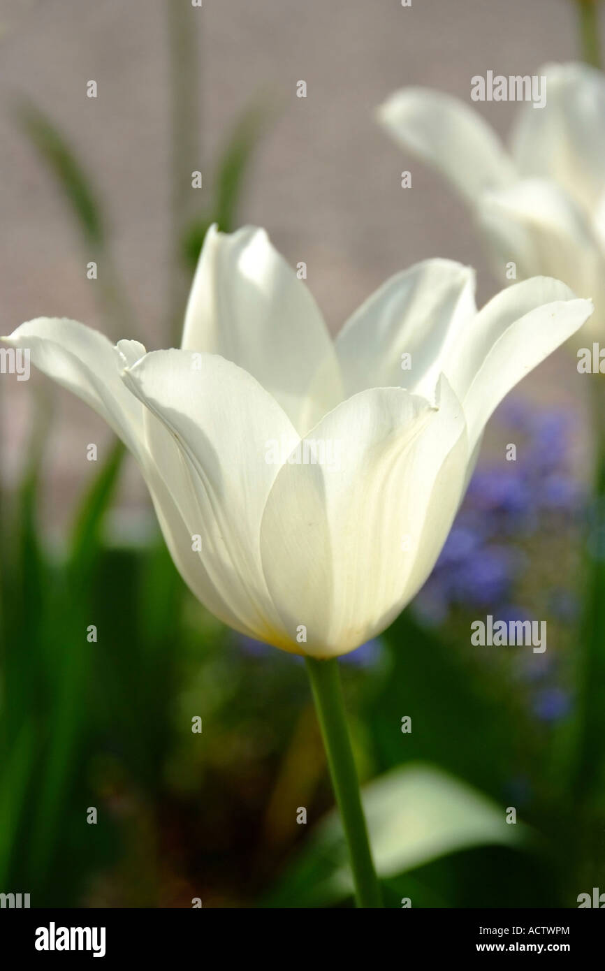 Single tulip bulb flower hi-res stock photography and images - Alamy