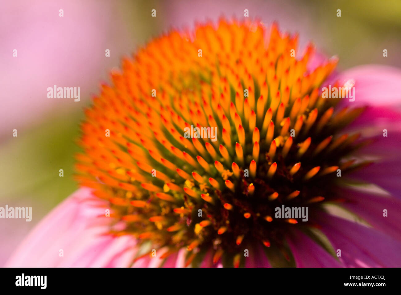 CLOSEUP VIEW OF THE MIDDLE BUD OF ECHINACEA FLOWER Stock Photo - Alamy