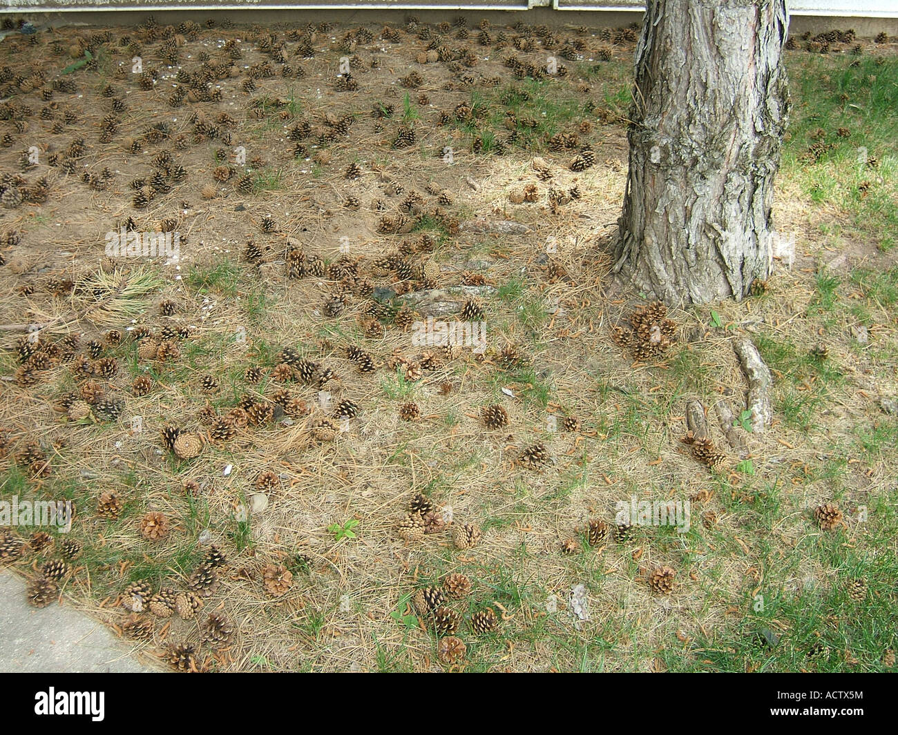 PINE CONES SPREAD ALL OVER THE GROUND NEAR THE BASE OF PINE TREE FOR ...