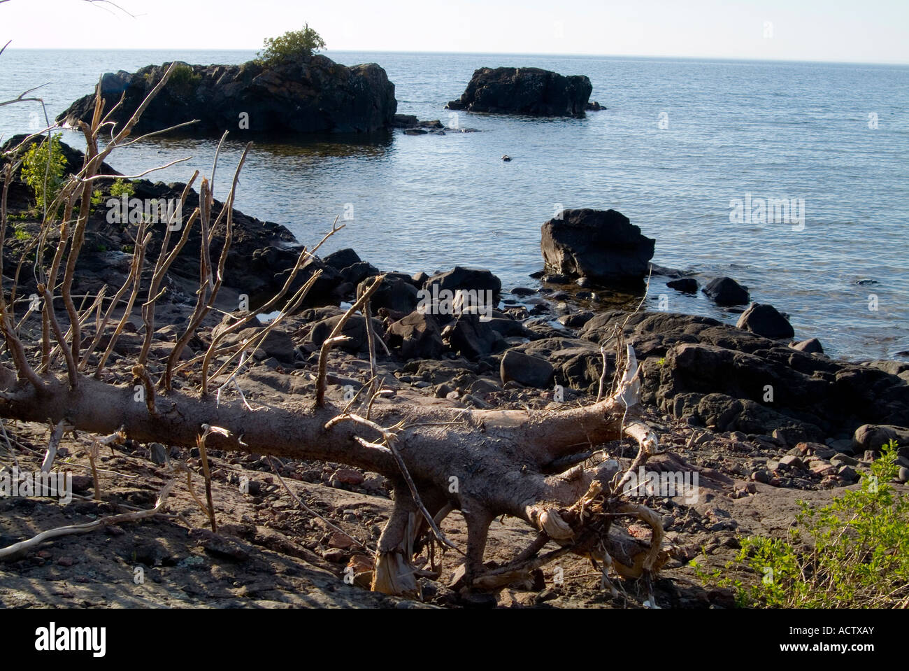 A FALLEN TREE AND DARK BROWN HUGE FORMATIONS OF ROCKS IN LAKE SUPERIOR ...